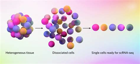 What Is Single Cell Analysis A Comprehensive Guide To Techniques And Tools Data Science For Bio