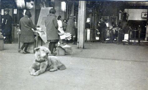 A Rare 80 Year Old Photograph Has Emerged Showing Hachiko In A Relaxed