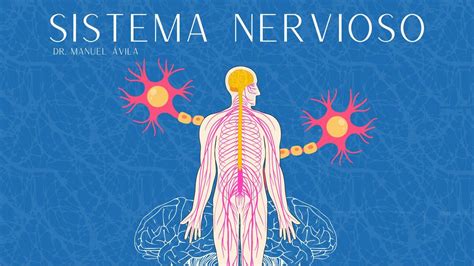 Sistema Nervioso Escuela Medica Udocz