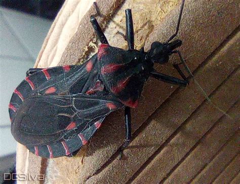 Insetologia Identificação De Insetos Barbeiro Panstrongylus Em Minas