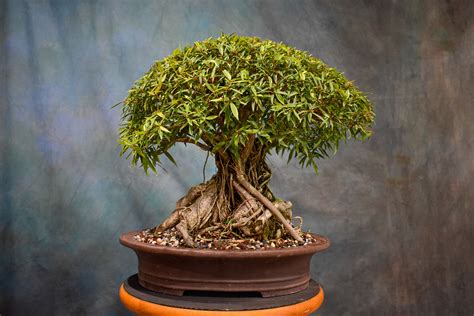 Willow Leaf Ficus One Of A Kind Bonsai Wigerts Bonsai