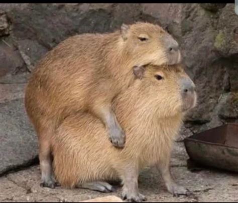 Capybaras Of All Time Rcapycommunity Capybaras Of All Time Rcapycommunity