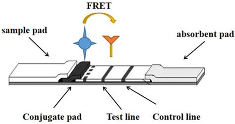 Lateral Flow Immunoassay Test