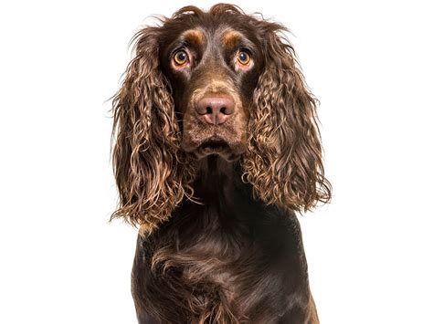 A Rainbow Of Possibilities Exploring Cocker Spaniel Colours