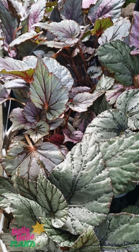Begonia Assorted Varieties 5 Pot Hello Hello Plants