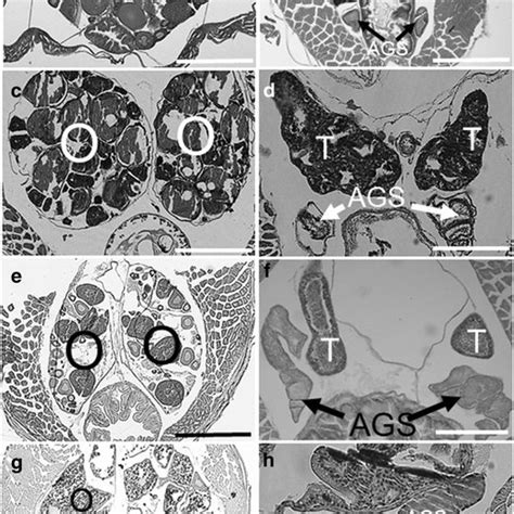 Gonadal Structures Of Females A C E G And Males B D F H In Download Scientific