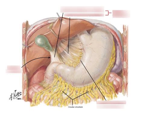 Diagram Of Lesser Omentum Quizlet
