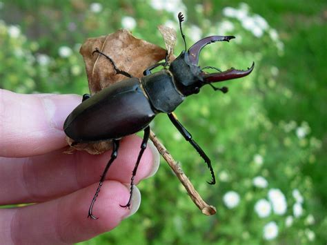 Stag Beetle Guide How To Identify And How To Help Them In Your Garden Discover Wildlife