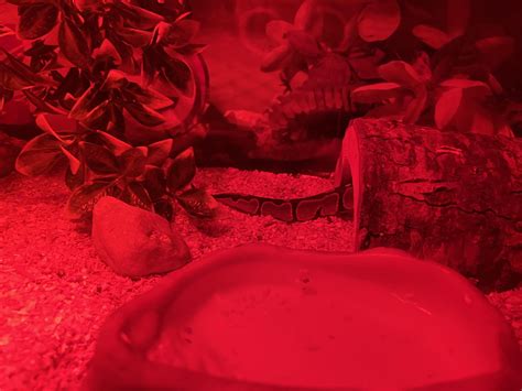 Anyone One Know What Kind Of Ball Python This Is And What Sex Rsnakes