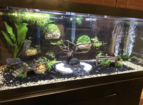 Zen Garden Aquarium Plants Rima Mcmillen