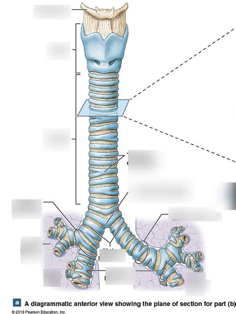Resp 19 Diagram Quizlet