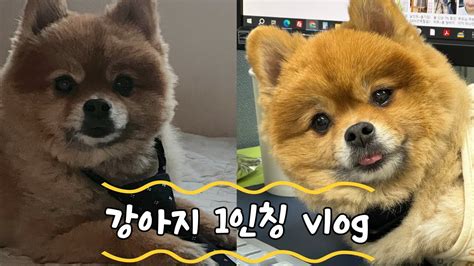 1인칭 브이로그 가정주부보다 더 바쁜 강아지의 하루 Youtube