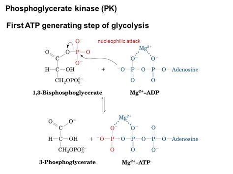 Why Is A Magnesium Ion Essential For Atp Activity In Enzymic Reactions Echemi