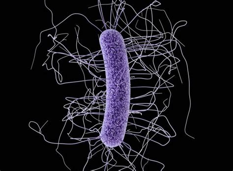 Infections By C Diff Bacteria Are On The Rise And Can Cause Serious Problems The Washington Post