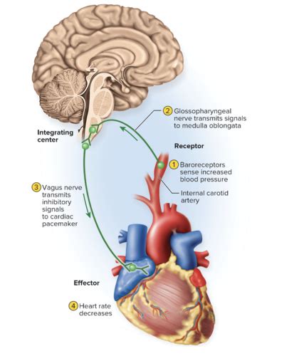 Autonomic Nervous System Flashcards Quizlet