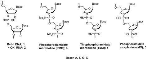 Chemical Structure Of Morpholino Oligonucleotides Download Scientific Diagram