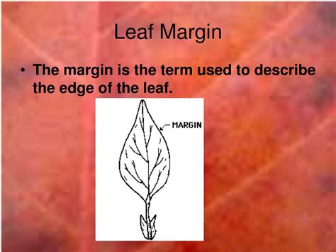 Ppt Leaf Identification Powerpoint Presentation Free Download Id
