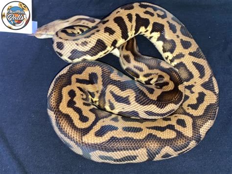 Super Leopard Pastel Rtb Ball Python By Okiemom Balls
