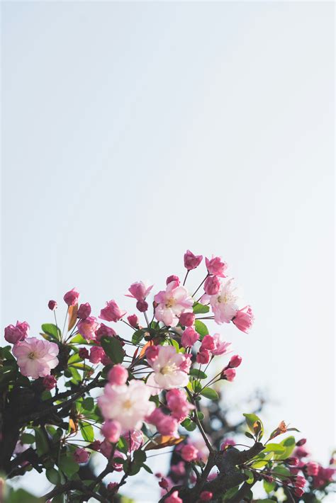 Fondos De Pantalla Para Computadora Con Flores Rosas 40 Ideas De