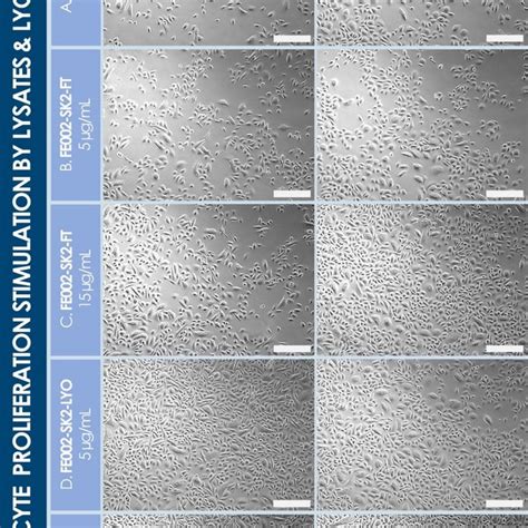 Primary Keratinocyte Proliferation Stimulation Potential Of Various