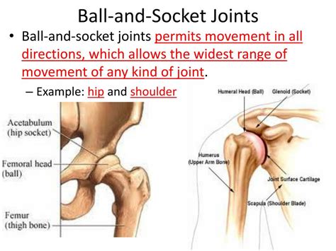 Where Is The Ball And Socket Joint