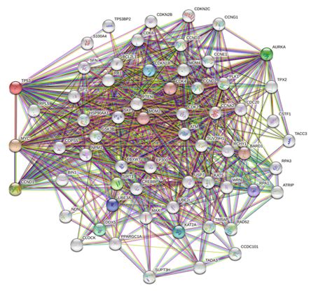 Visual Display Of The Gene Network Connected To Ccnd1 Myc And Tp53 Download Scientific Diagram