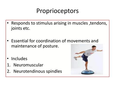 Cutaneous Receptors Pptx
