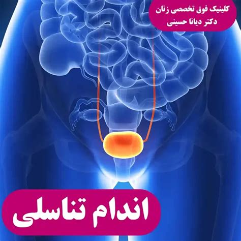 اندام تناسلی دکتر دیانا حسینی