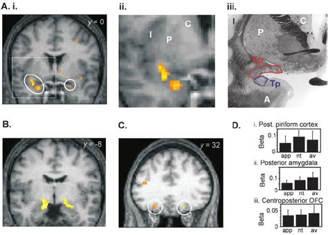 Valence Independent Neural Activations A Piriform Cortex I The Download Scientific