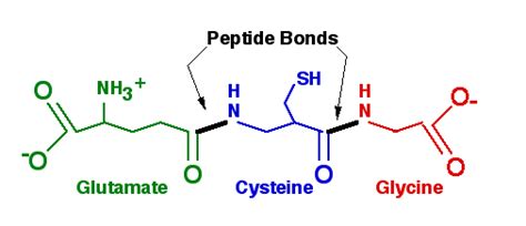 Tripeptide Labeled