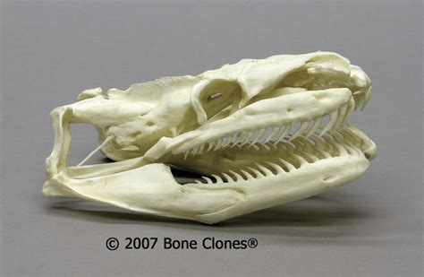 Museum Quality Reptile Skull And Skeleton Casts