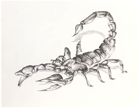 Scorpion Pencil Drawing A Guide To Capturing The Essence Of A Desert