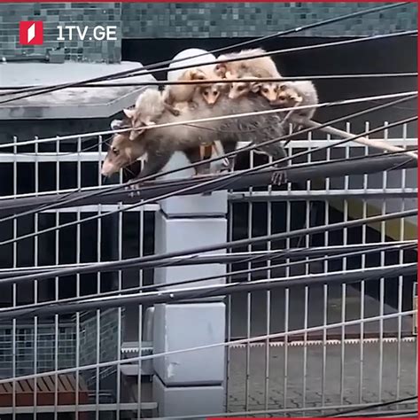 მზრუველი დედა ოპოსუმი 🐾 მზრუველი და უშიშარი დედა ოპოსუმი რომელმაც თავისი შვიდივე შვილი