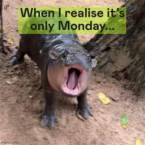 Command Shift On Linkedin Moodeng Moodengmeme Mondaymeme