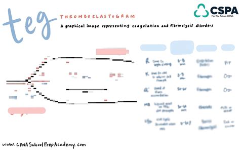 Teg Thromboelastogram Infographic On Coagulation And Fibrinolysis