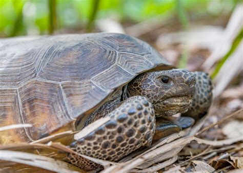 Gopher Tortoise Survey And Gopher Tortoise Removal Fort Pierce Fl Dandr Landscaping