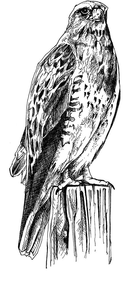 Free Picture Black And White Line Art Drawing Bird Body