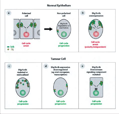 Model For Mammalian Dlg And Scrib Function In Cell Polarity Cell Download Scientific Diagram