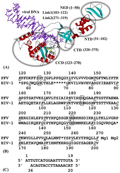 Structure And Sequence Alignment Of In And Viral Dna Pdb Code