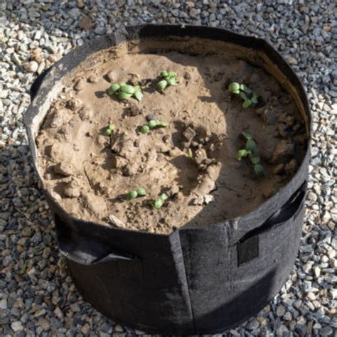 Rooftop Trees ছাদ বাগানের জন্যে উপযোগী গাছ জাত ও পাত্র Siraj Tech