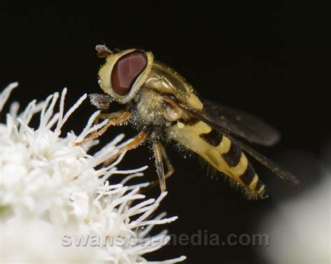 Syrphid Fly Bugguidenet
