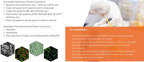 Creative Biostructure On Linkedin Structuralanalysis Structuralbiology