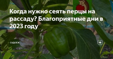 Когда нужно сеять перцы на рассаду? Благоприятные дни в 2023 году ...