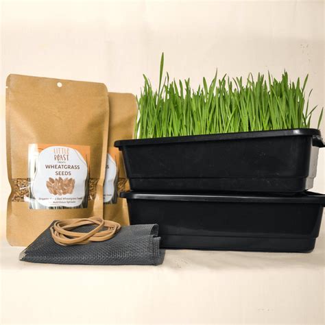 Wheatgrass Growing Kit