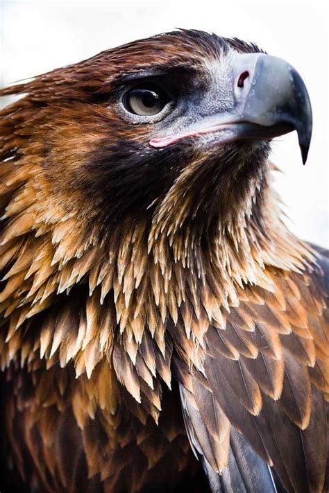Types Of Eagles American Bald Eagle Art Portraits Photographs Information And Just Plain Fun