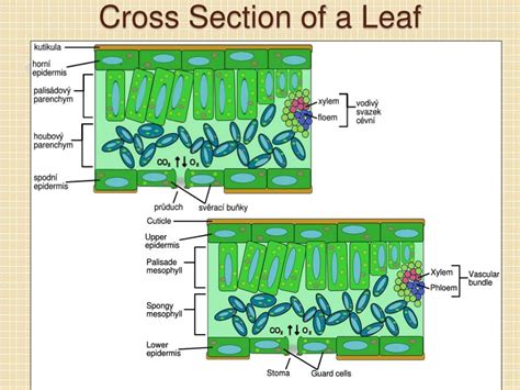 PPT Leaf Anatomy PowerPoint Presentation Free Download ID