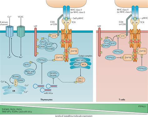 T Cell Receptor Signaling Pathway