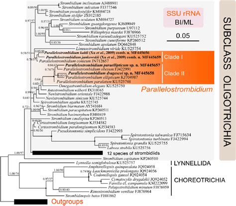Bayesian Inference Tree Inferred From Ssu Rrna Gene Sequences