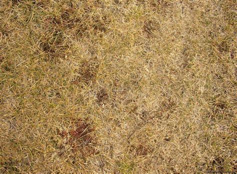 Prairie Grass Texture Wallpapers Gallery