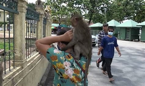 Coronavirus Thailand Monkey Attacks Woman Others Rob Locals Daily